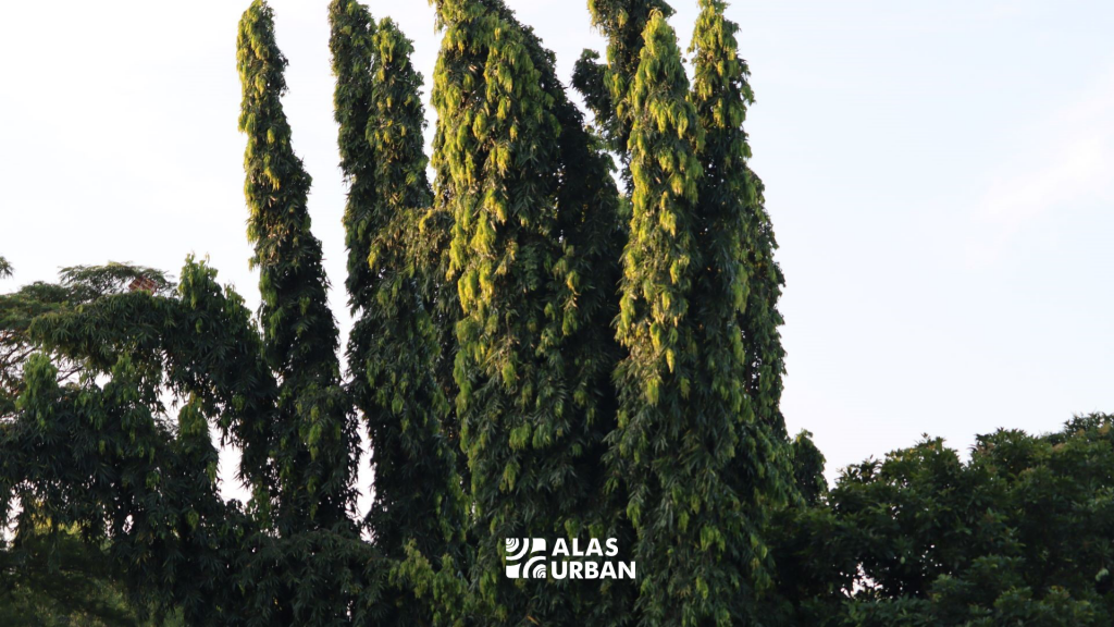 Polyalthia Longifolia: Jenis Tumbuhan Kawasan Urban - Alas Urban